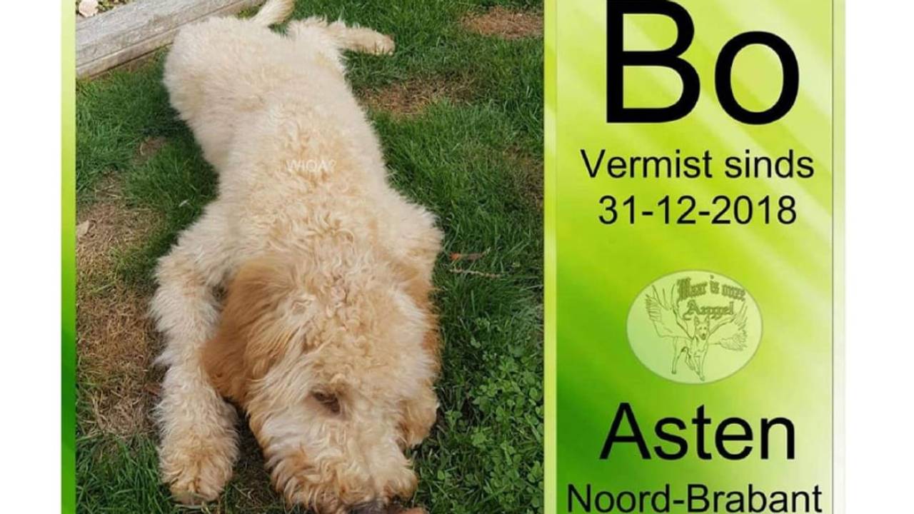 Pup Bo Vermist Na Vuurwerk Op Oudejaarsavond Hele Omgeving Zoekt Met