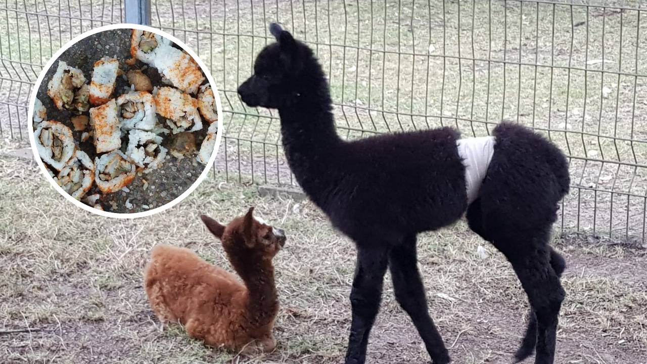 Alpaca's bijna dood door etensresten die over omheining worden gegooid ...