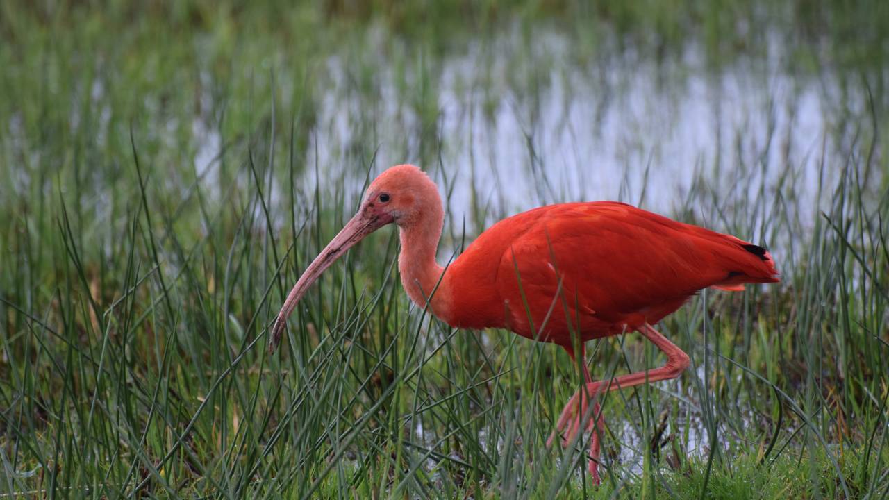 Rode ibis zoekt eten in Brabant en laat zich op zijn gemak fotograferen ...