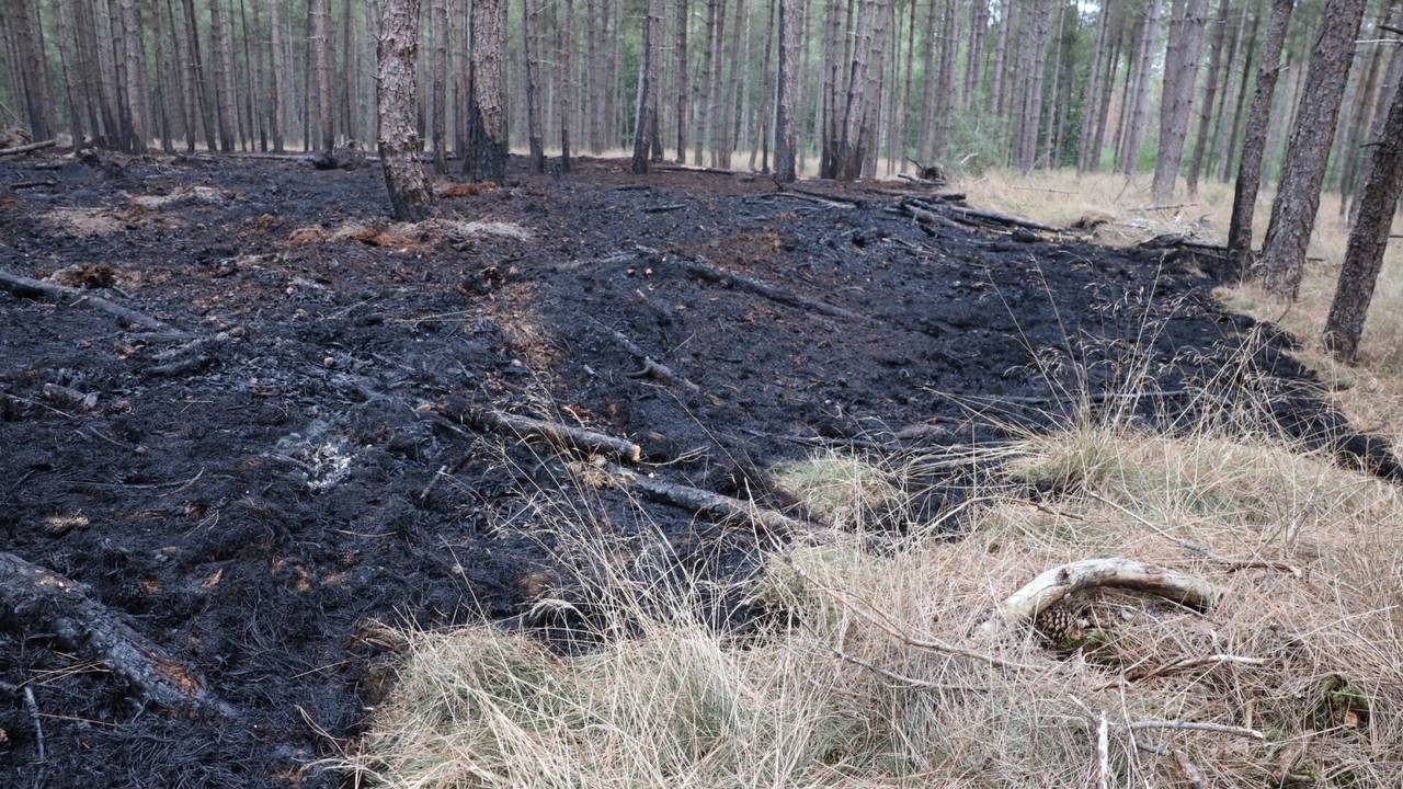 Oorzaak bosbrand Best nog onduidelijk, mogelijk speurtocht met ...