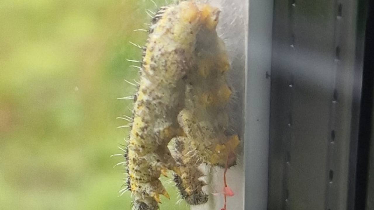 Allemaal wormpjes op een rups? Frans Kapteijns weet wat hier gebeurt ...