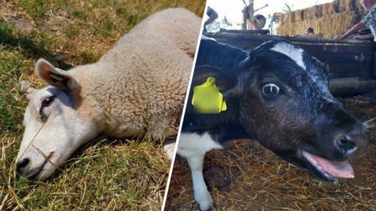 Schaap in weiland overleden door de hitte, kalf net gered - Omroep Brabant