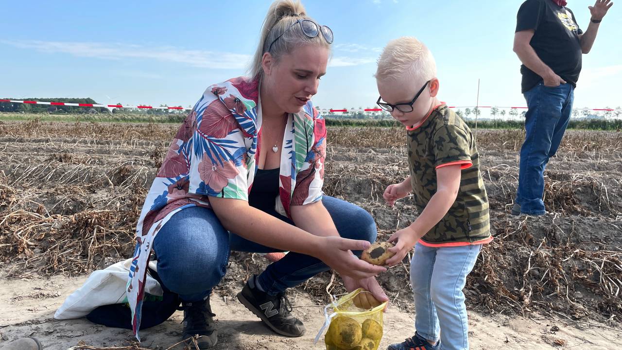 Je eigen piepers rooien bij de boer: 'Aardappels komen niet uit de ...