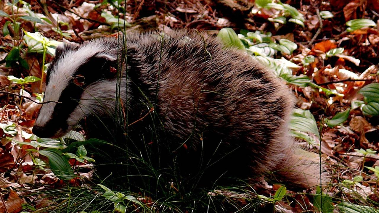 Dassen onder spoor moeten snel weggehaald worden zegt Stichting Das en ...