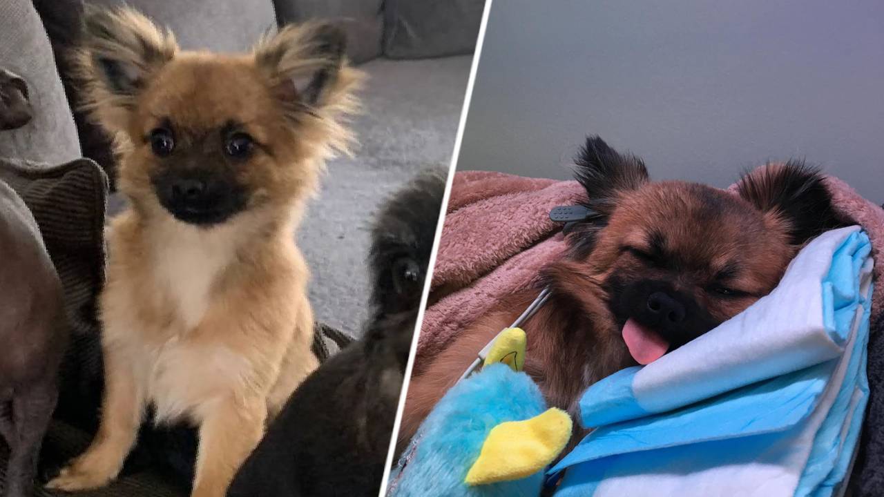 Hond Goofy in kritieke toestand op IC, baasje zoekt getuigen van ...
