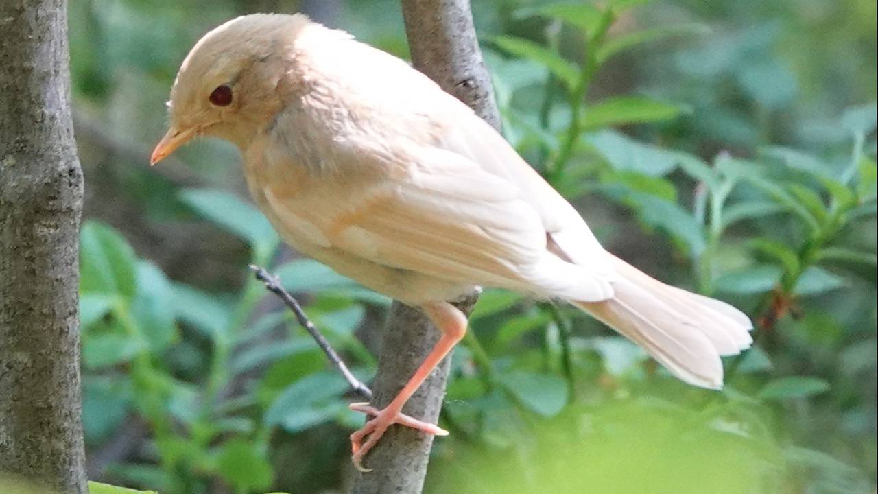 Een heel rare vogel op de Kampina: Frans legt uit hoe dat komt - Omroep ...