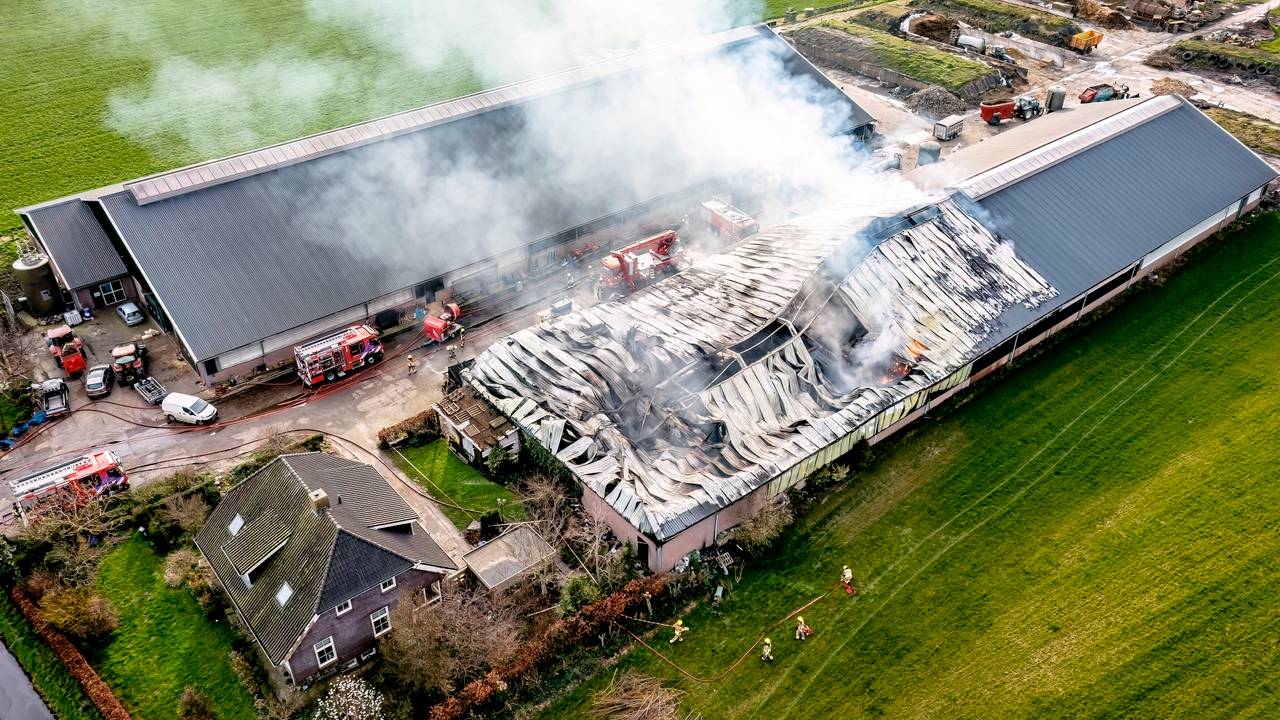 Twintig koeien overleden bij enorme stalbrand in Terheijden - Omroep ...