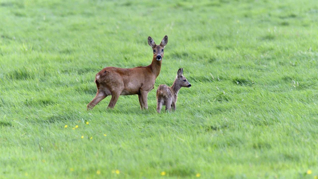Drachtige reegeit doodgebeten door honden: 'Ingewanden lagen eruit ...