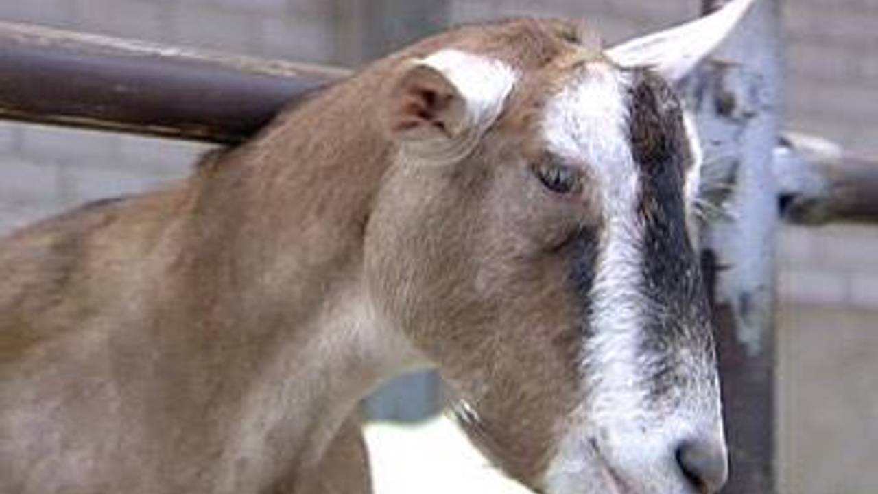 Ruiming 4000 geiten in Rijkevoort gaat door - Omroep Brabant