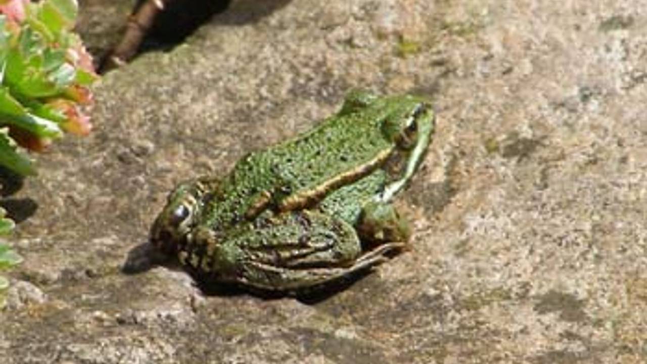 Kikkerwatcher moet opmars brulkikker stoppen - Omroep Brabant