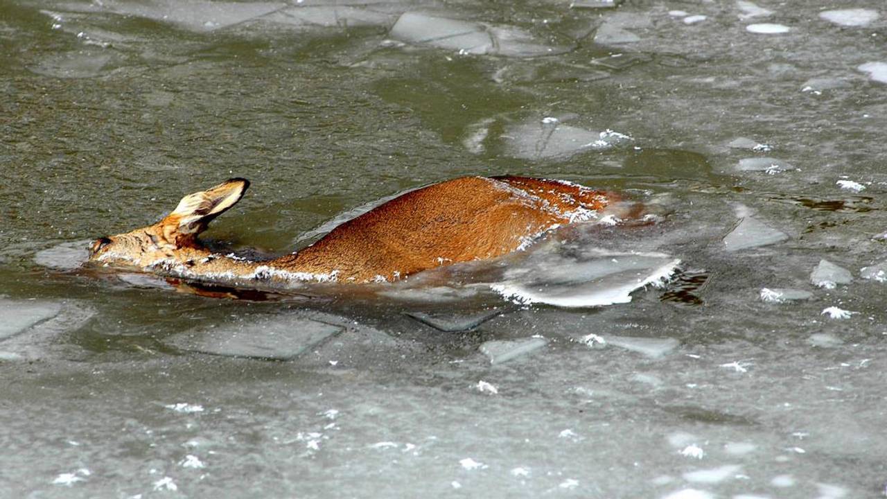 Dode ree vastgevroren in ijs Oisterwijk - Omroep Brabant