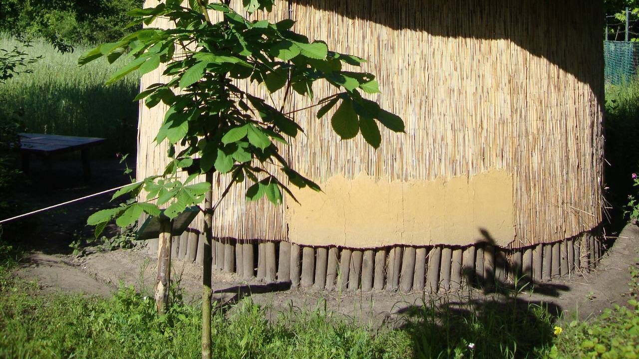 Nazaat Anne Frankboom groeit goed in heemtuin Rucphen - Omroep Brabant