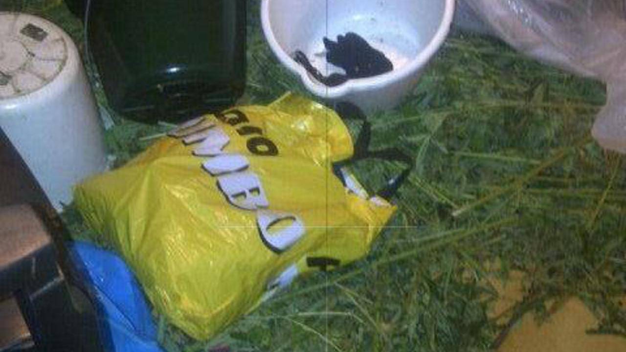 Sterke hennepgeur verraadt hennepknipperij in Eindhoven: 15 mensen ...