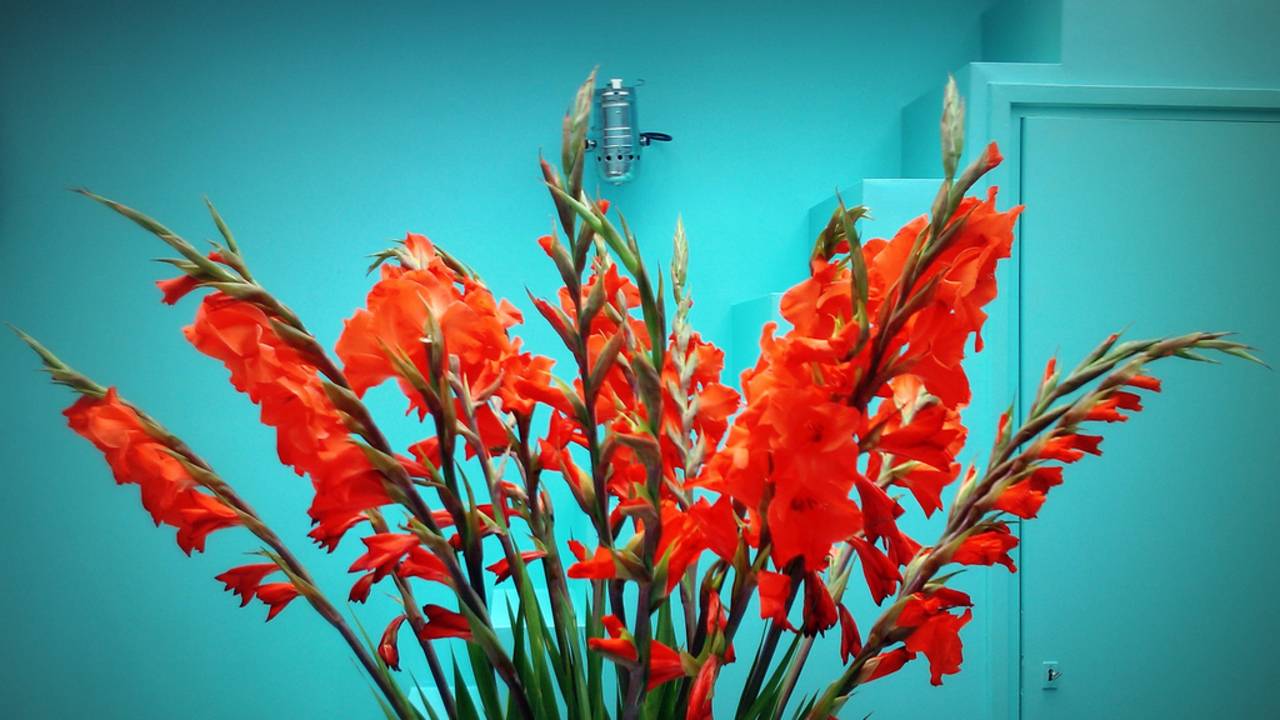 Brabantse gladiolen worden geplukt voor Nijmeegse Vierdaagse - Omroep ...