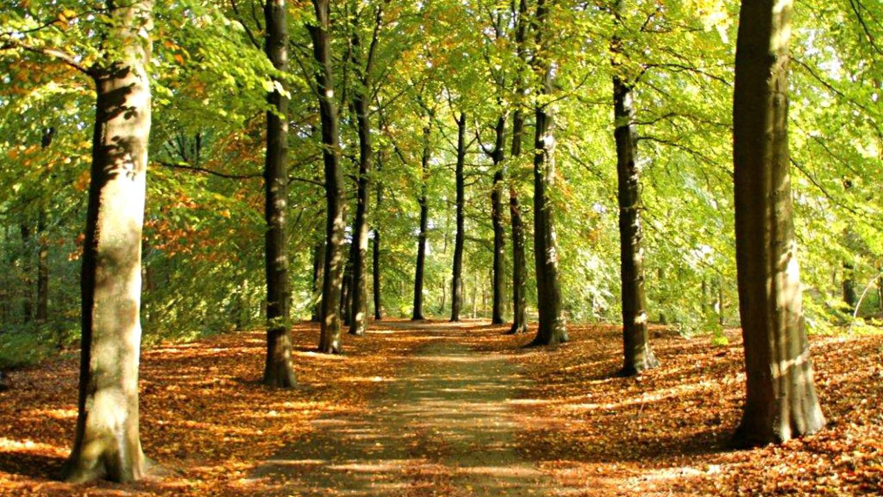 Trouwen in het bos: Leenderbos in Leende krijgt Brabantse primeur ...