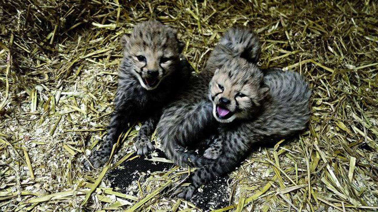 Cheetah-jonkies Safaripark De Beekse Bergen voor de eerste keer naar ...