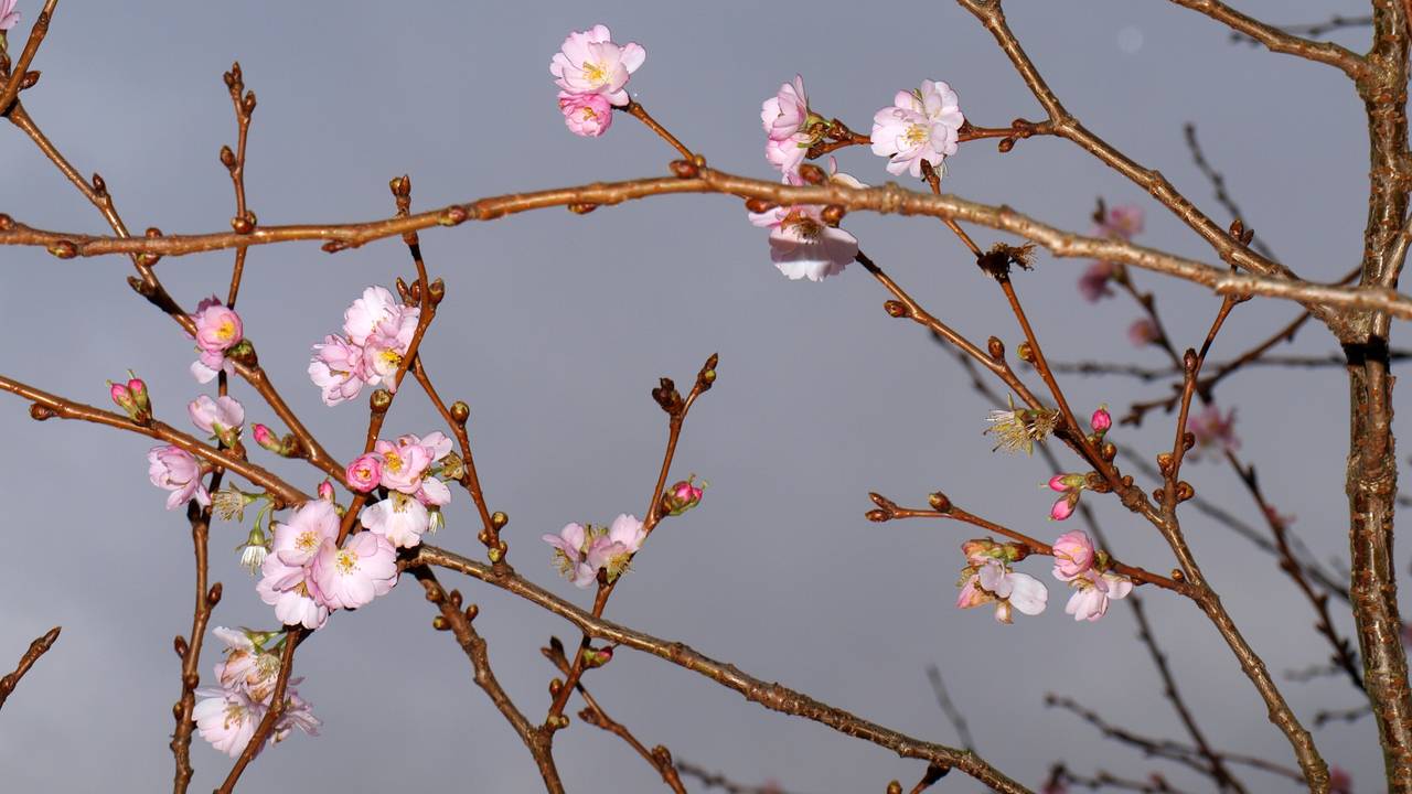 Bloesem aan bomen in Brabant: natuur in de war door hoge temperaturen ...