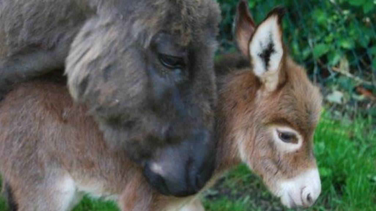 Superlief! Mini-ezel Clinton opent ogen bij stal Oud Gastel: ‘Het is ...