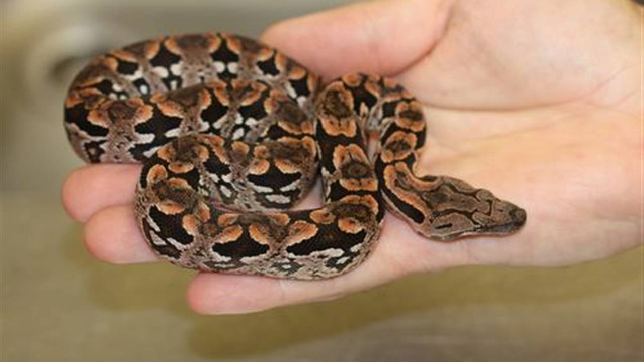 Vrouw in Den Bosch vindt slang in huis, eigenaar nog spoorloos - Omroep ...