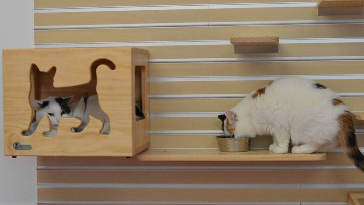 Dierenasiel Breda in nieuw gebouw klaar voor de opvang van honden en ...