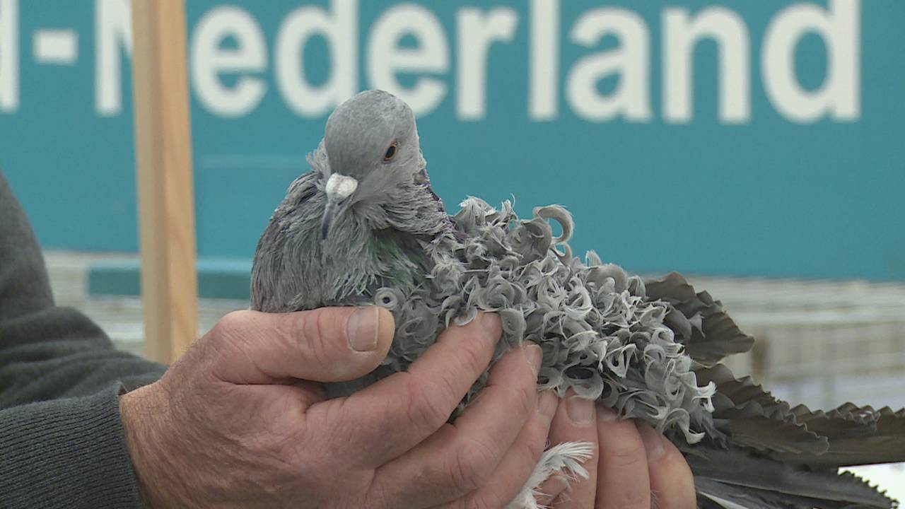 Roekoe roekoe! Het is een duif, maar wat voor een? - Omroep Brabant