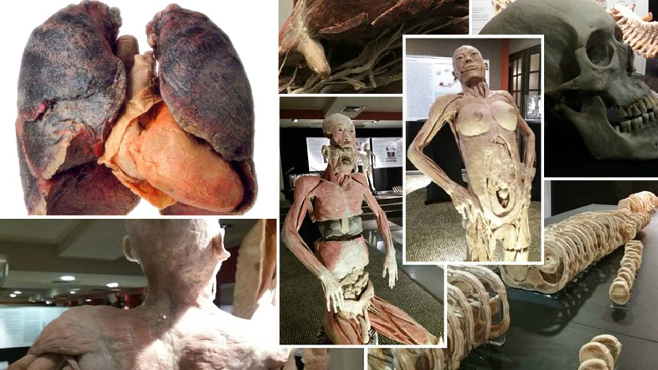 Wel eens rokerslongen van dichtbij willen zien? Ga dan naar de Real ...