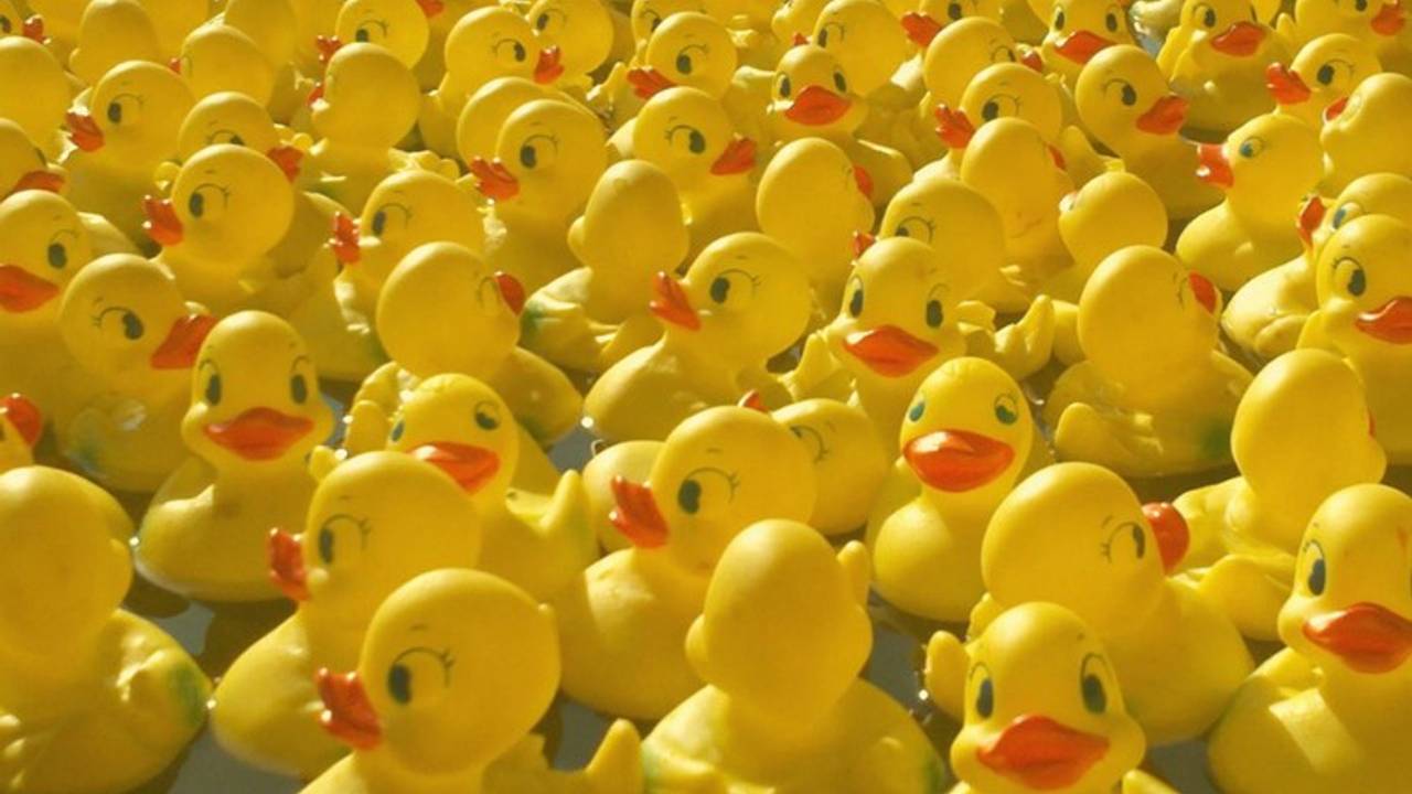 Duizenden dobberende badeenden in Tilburg, wie is de snelste? - Omroep ...