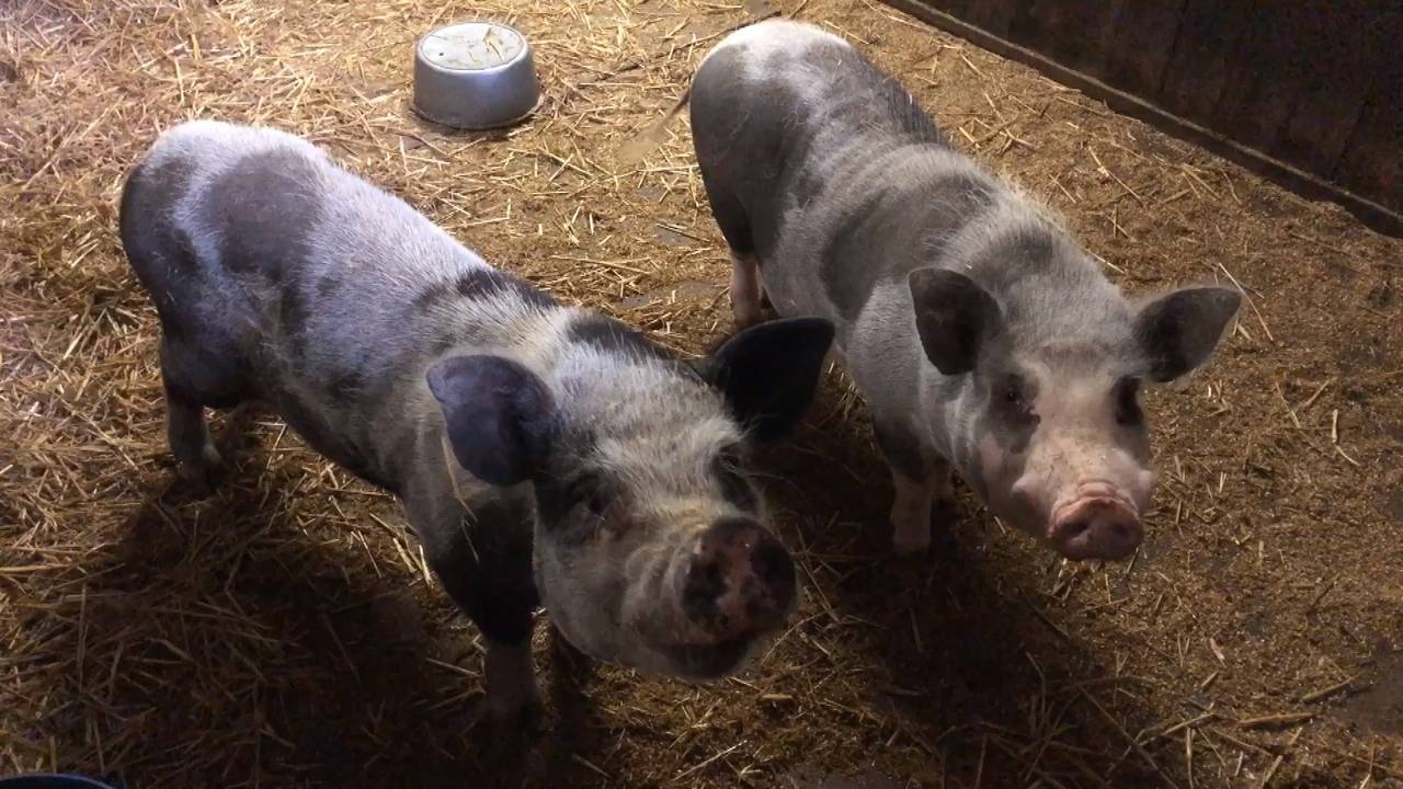 Knor knor: 140 mensen willen de varkens 'Spek en Lapje' wel adopteren ...