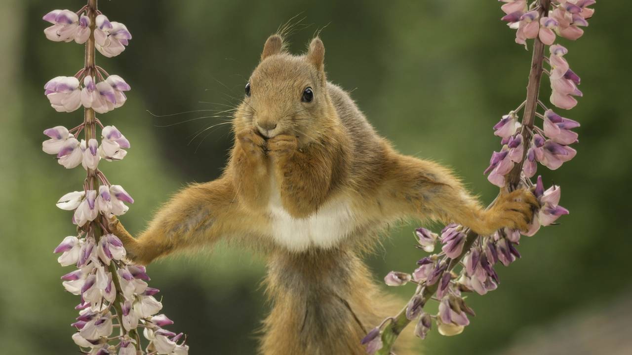 Deze dieren lijken sprekend op mensen [FOTOSERIE] - Omroep Brabant