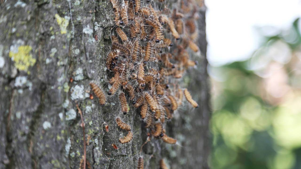 Warme winter zorgt voor meer overlast van ongedierte: 'Eikenprocessierups is een blijvertje ...