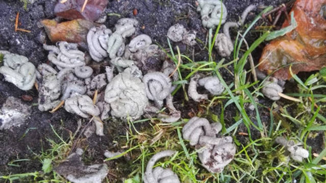 Stuifmail zondag 24 november: poep van stadsduiven en egels, een ...