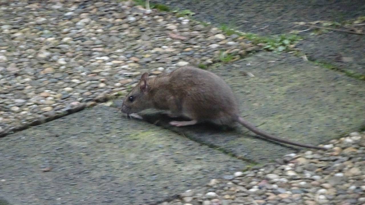 Een bruine rat in je tuin? Waarschuw de gemeente!', Frans Kapteijns ...