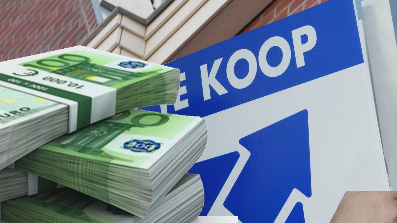 Onderzoek naar huismussen en vleermuizen in Gilze en Rijen - Omroep Brabant