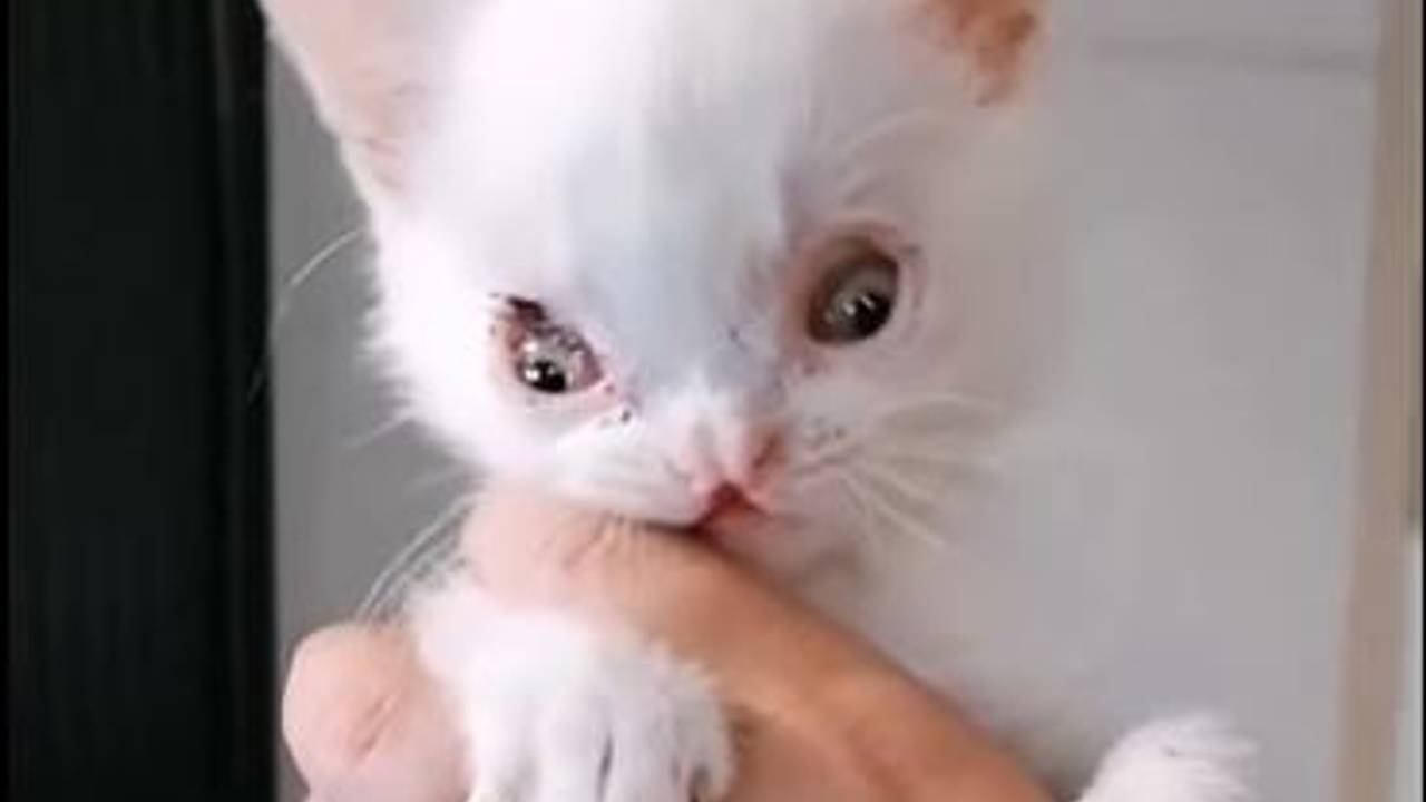 Inzamelingsactie voor zwaar misvormde kitten: 'Een bijzonder manneke ...