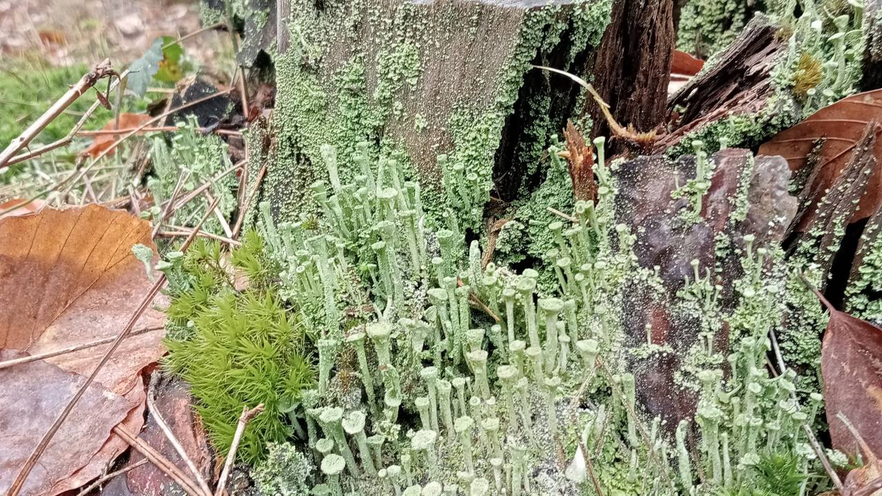 Bijzondere begroeiing op een wortelstomp, Frans weet wat het is ...