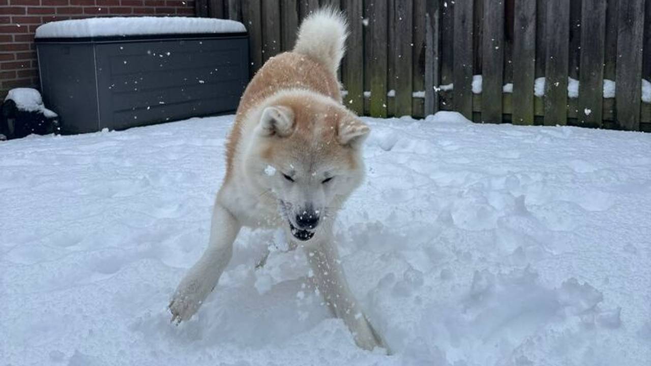 Live | Avondspits rustig verlopen, studentenhuis en sneeuwpop op de kop ...
