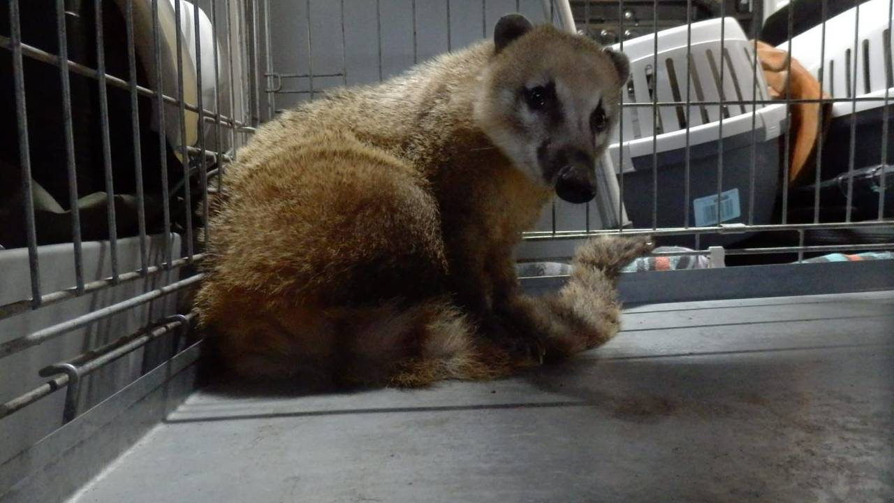 Rode neusbeer eindelijk gevangen na avonturen in Breda - Omroep Brabant