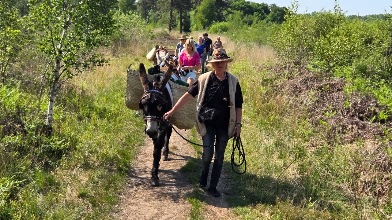 Bijzonder gezelschap trekt door Brabant: ‘In gesprek met de ezels ...