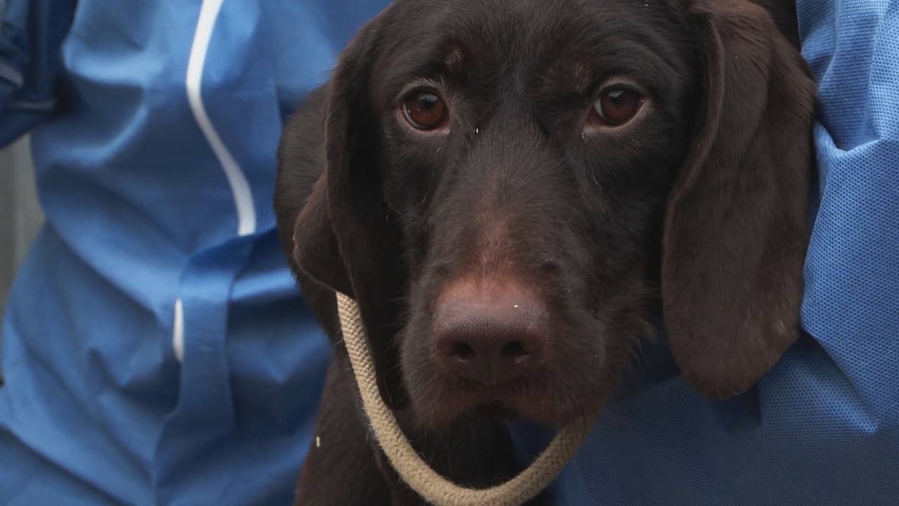 Zo worden de honden bij de omstreden fokker in Eersel weggehaald ...