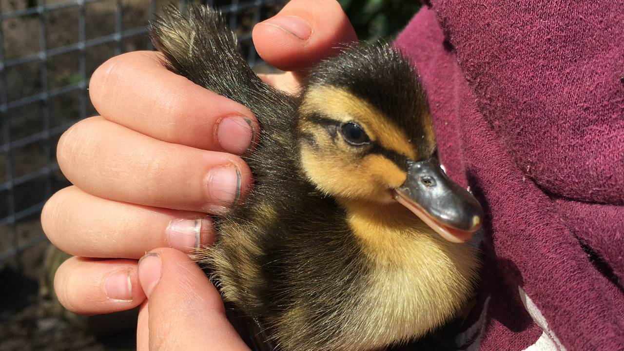 Kip broedt eendenei uit: 'Moeder en kuiken doen het heel goed samen ...