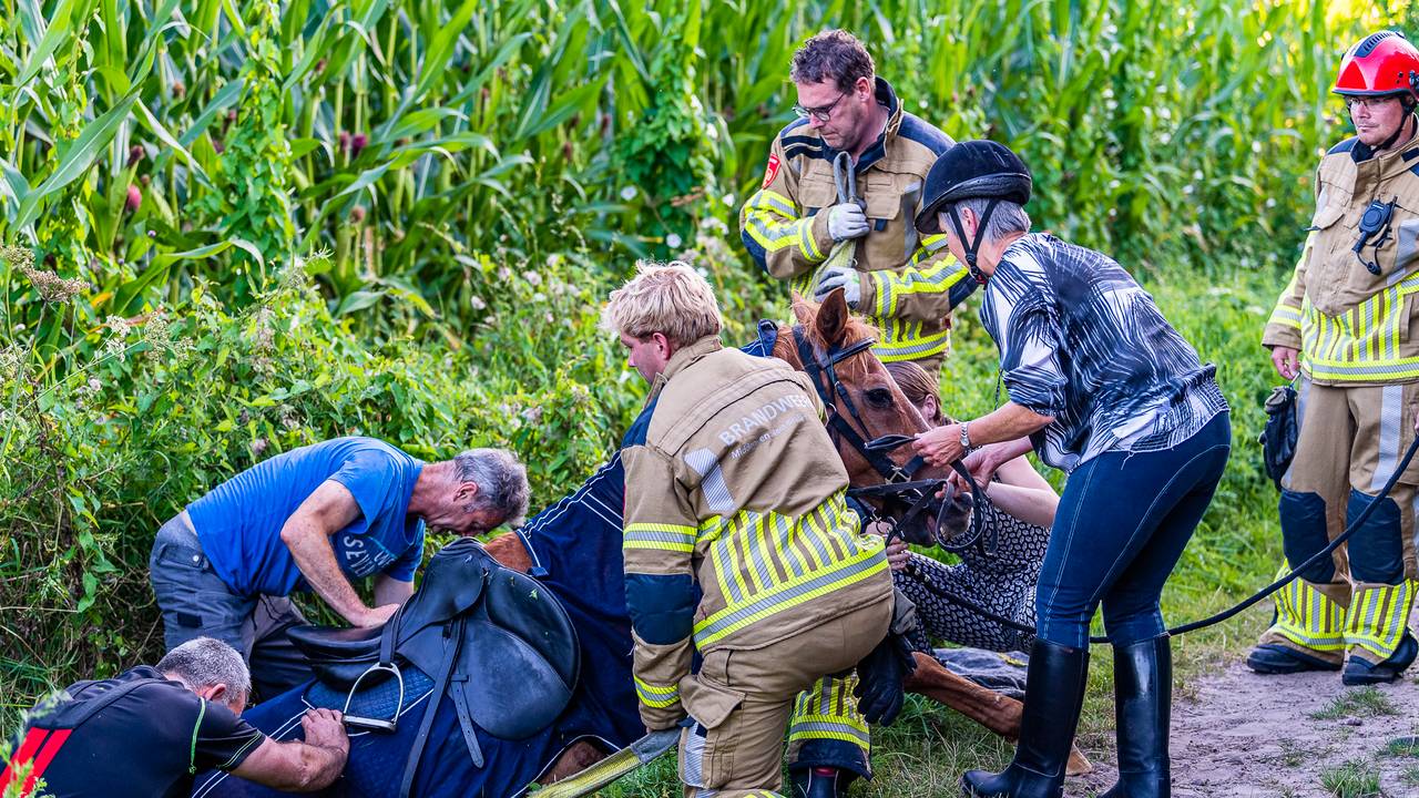 Amazone en paard belanden in greppel, brandweer trekt paard uit droge ...