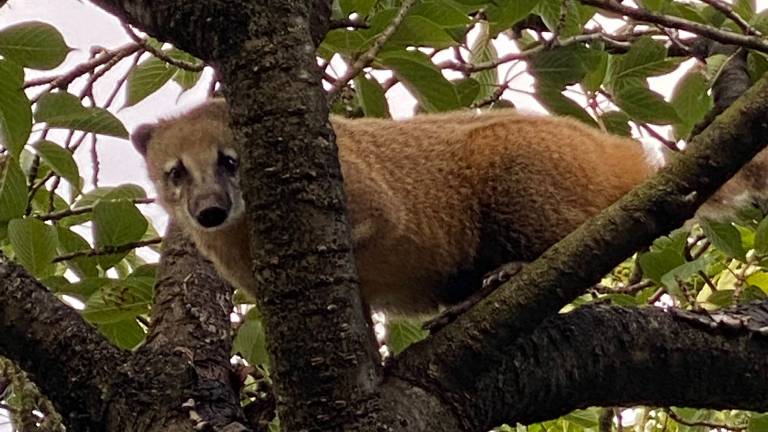 Rode neusbeer eindelijk gevangen na avonturen in Breda - Omroep Brabant