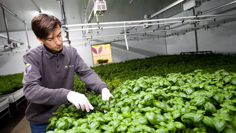 23 Mal im Jahr Salat ernten im Gemüsegarten: „Der Geschmack von gestern“ - Beautiful-Shape.de