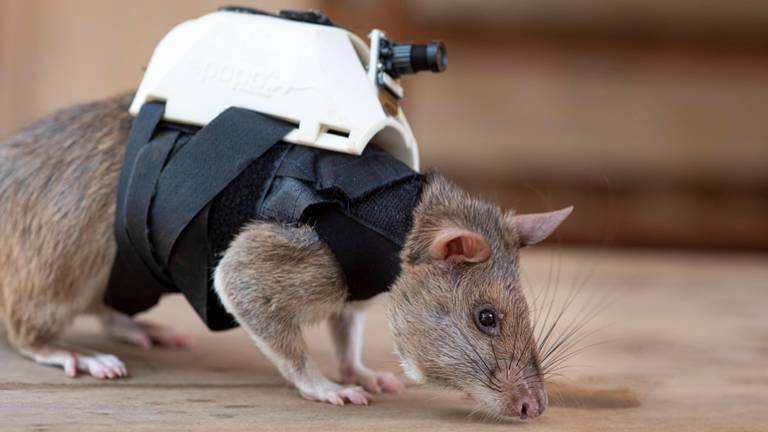 Getrainde ratten met rugzakjes gaan slachtoffers van aardbevingen ...