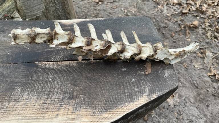 Wie heeft deze eitjes achtergelaten en waarom? Frans heeft wel een idee ...