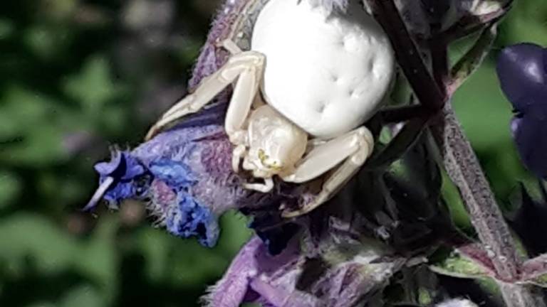 Deze kever lijkt een beetje op een wesp, wat is dit? Frans Kapteijns ...