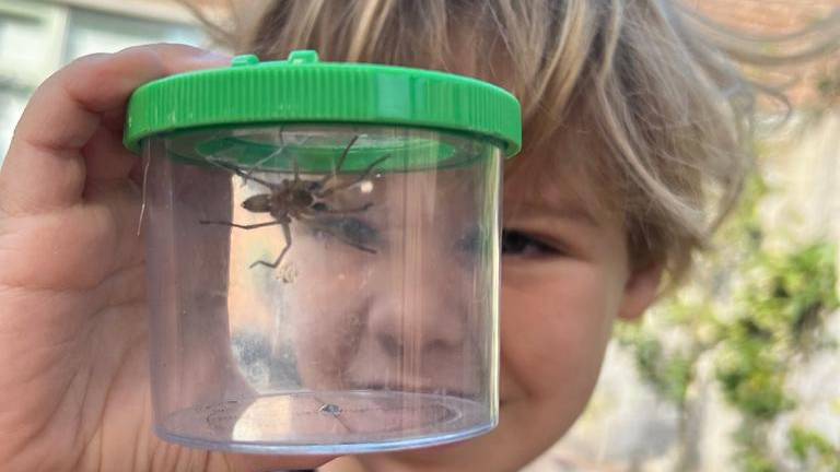 Senn (4) vangt valse wolfspin: ‘Kreeg het Spaans benauwd’ - Omroep Brabant