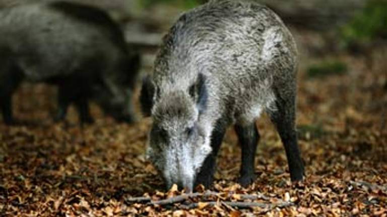 2010 wordt Jaar van het Wild Zwijn - Omroep Brabant