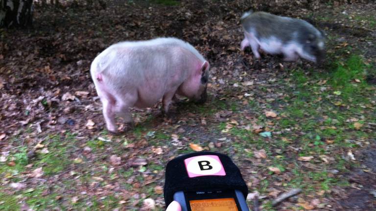 Hangbuikzwijntjes in Dorst gevangen - Omroep Brabant