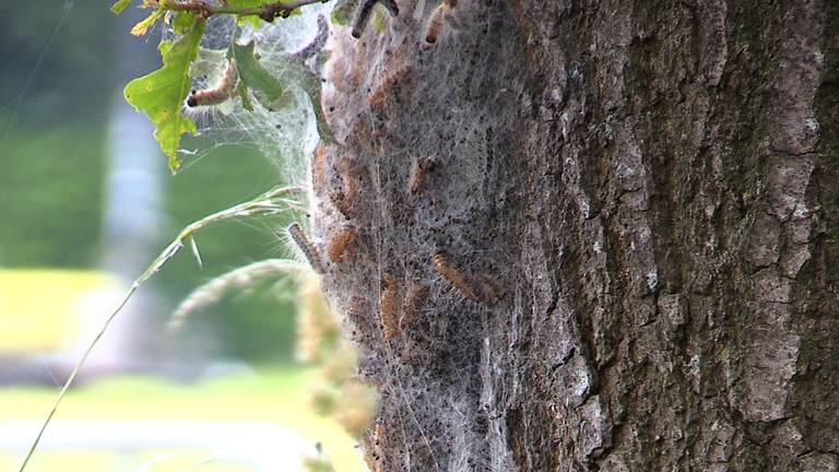 Waar duikt de processierups het meest op? [KAARTJE] - Omroep Brabant